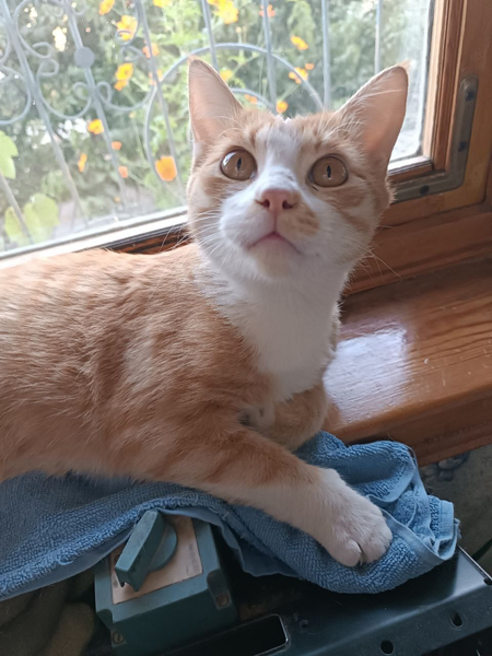 Котейка ищет дом
