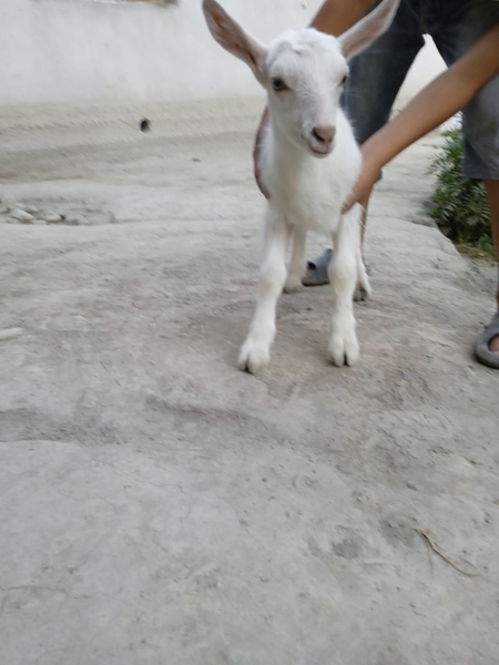 Echki Ona bola. 200