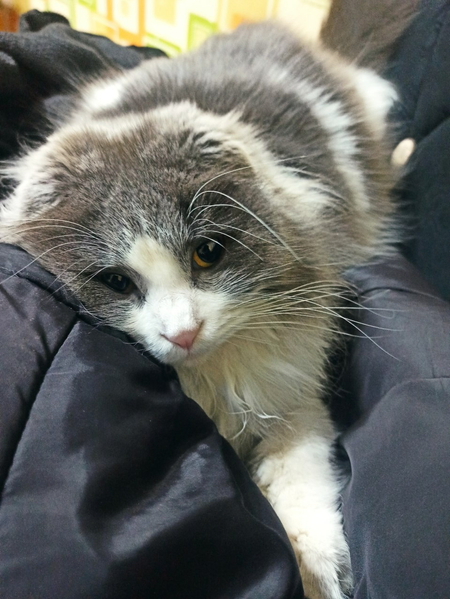 Шотландские вислоухие котята