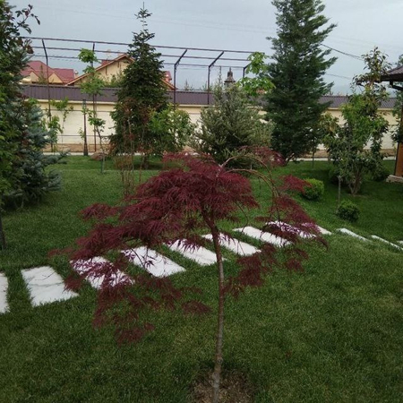 Газон Ландшафт Автополев