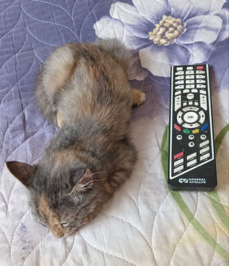 Отдам котёнка в хорошие руки