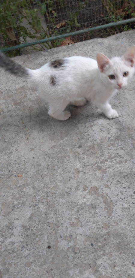 Котёнок,мальчик,умный,весёлый