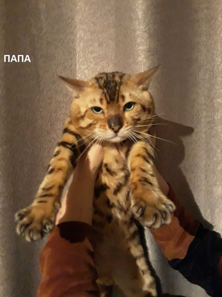 Котята бенгальской породы