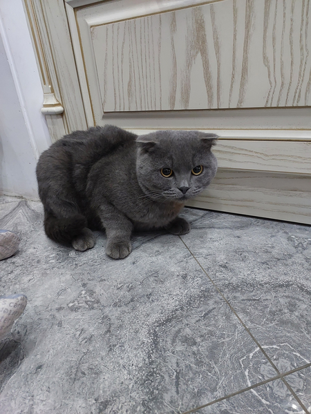 Mushuk seriy,pushistiy