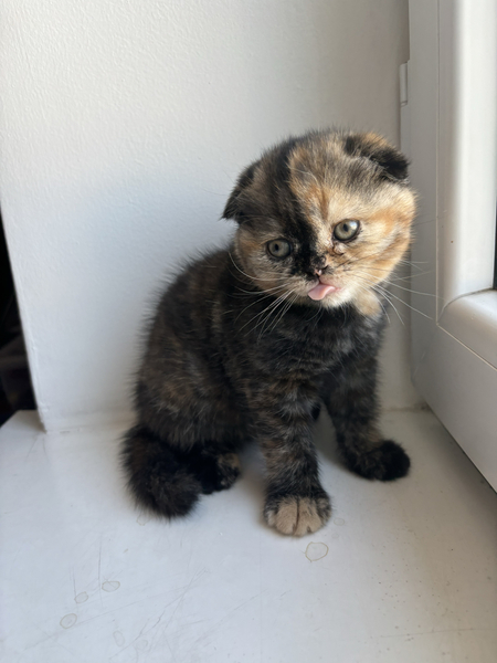 Продам котят