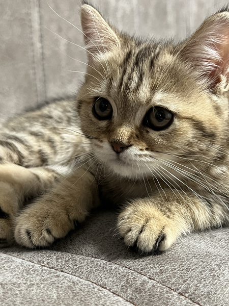 Продается кошка скоттиш страйт