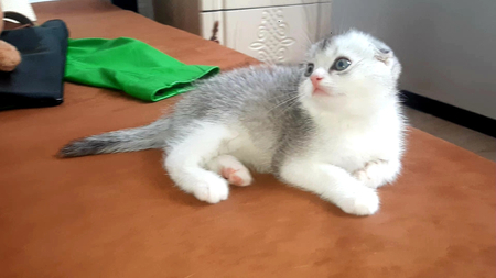 Котёнок  скоттиш фолд мальчик