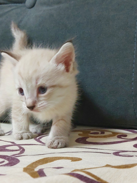 Продается котенок