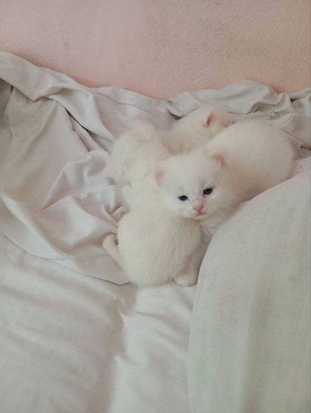 продам белых пушистых котят