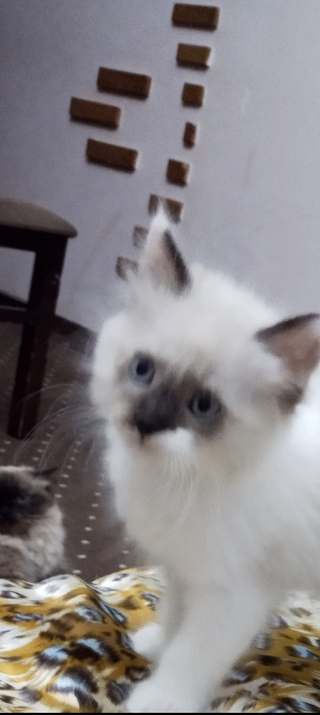 Продаются котята баланезы