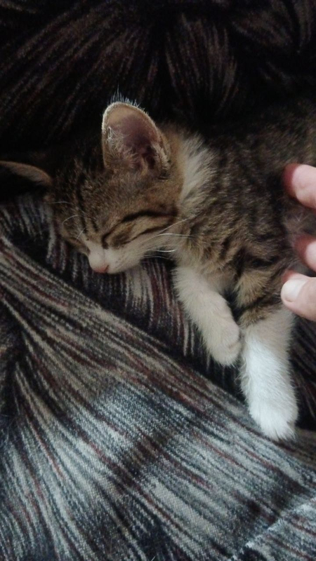 Бесплатно в любящие руки котята
