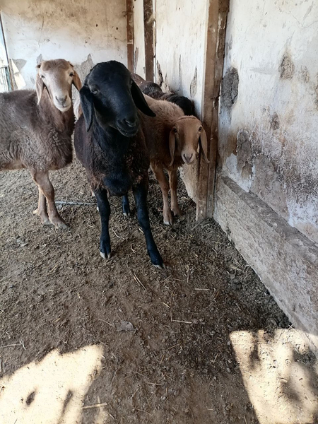 3ta qochqor 1ta urg\\\'ochi qirğiz qoylari