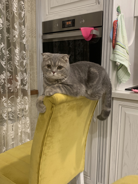Пропал КОТ!
