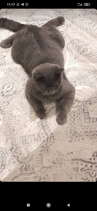 Британский Скоттиш страйт