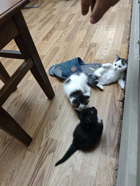Котята. 3 шт. 1 месяц
