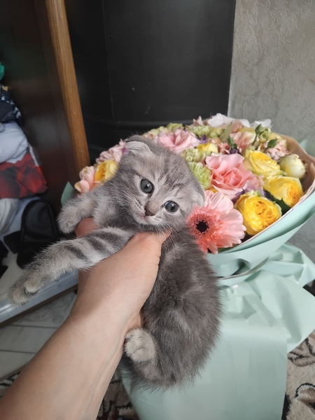 Продам милых ласковых котят