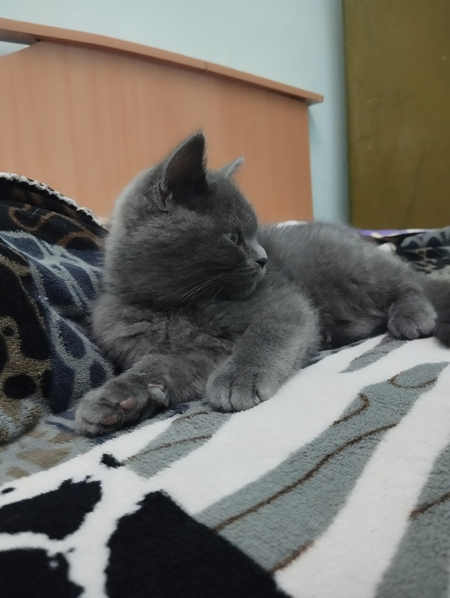 Чистокровный шотланский кот,скотиш страйт. 2 месяца