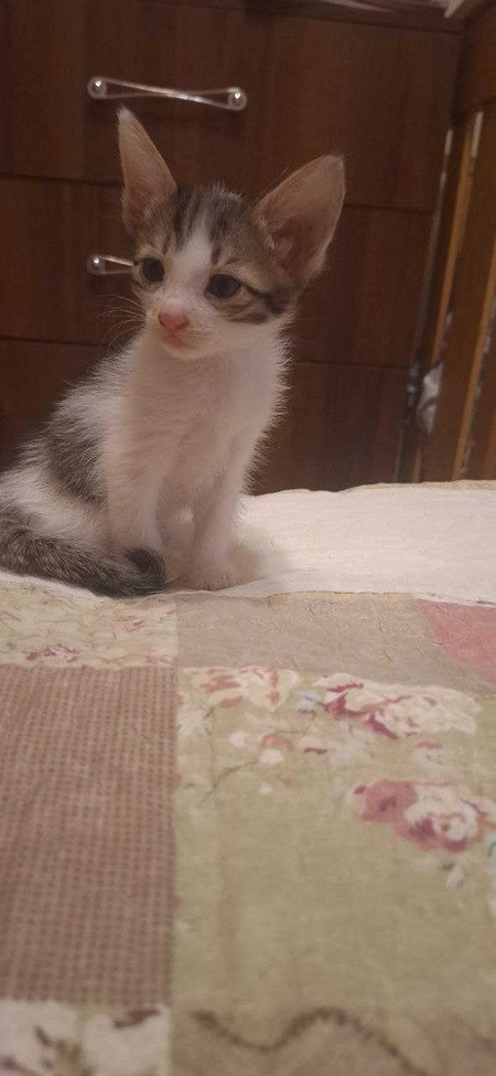 Котята домашние - бесплатно