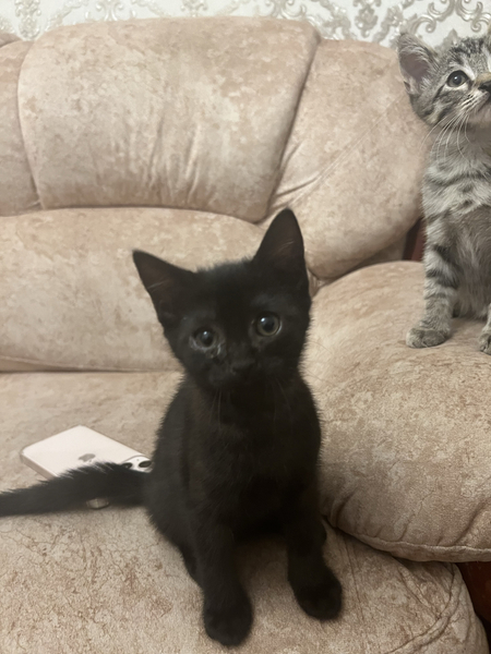 Котята добрые руки