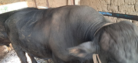 Angus qora mol  qurbonliga tayyor kotta mollla