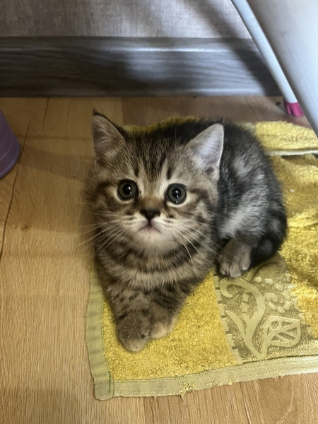 Котята Скотиш Страйт