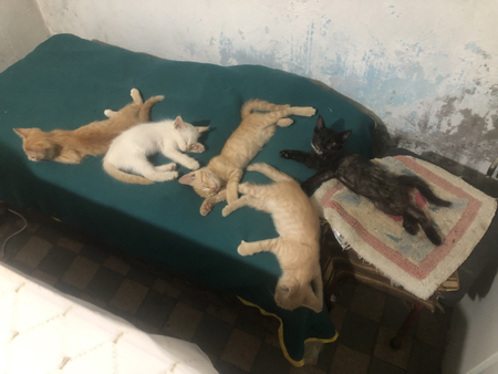 Котята :ночка,левушка,снежок,тигренок,дымка:только ночка девочка!