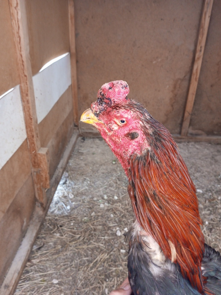 Karea yakido tullak
