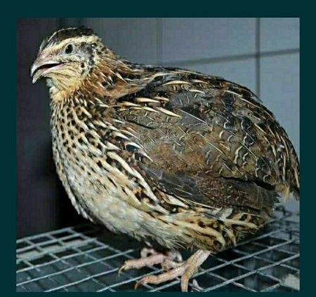 Bedana sotamiz Manjur beliy Gegant bor