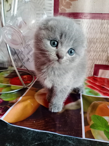 Готовы к продаже Скоттиш Фолд и Скоттиш страйт