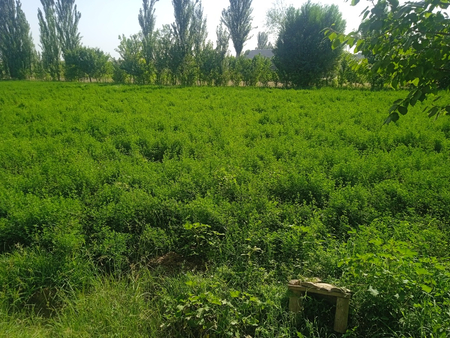 Tomorqa sotiladi