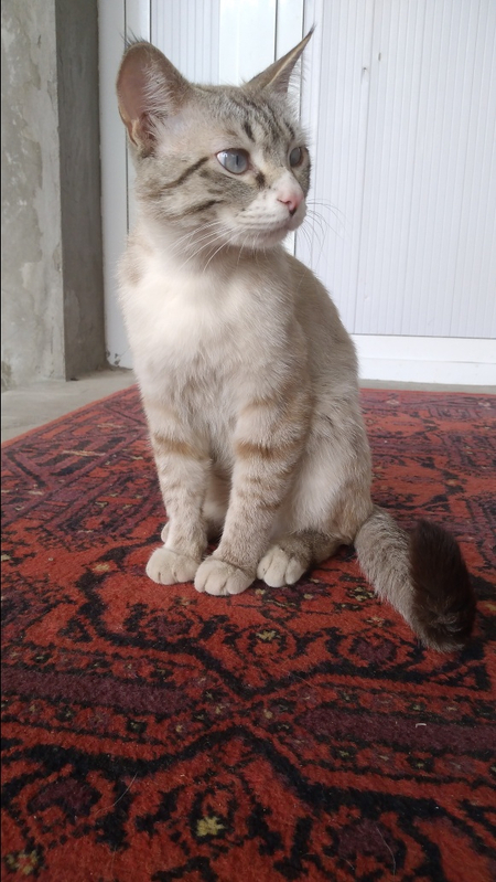 Tozza zotli mushuk