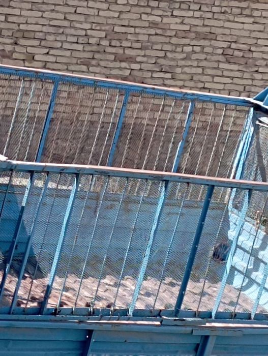 Пирсеп сотилади 15млн