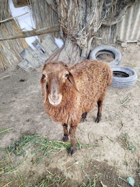 2 Кошкар сатылады
