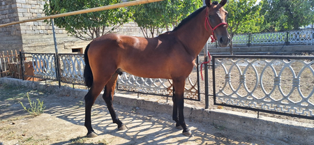 Toy sotiladi 2 yosh toza qora bayir
