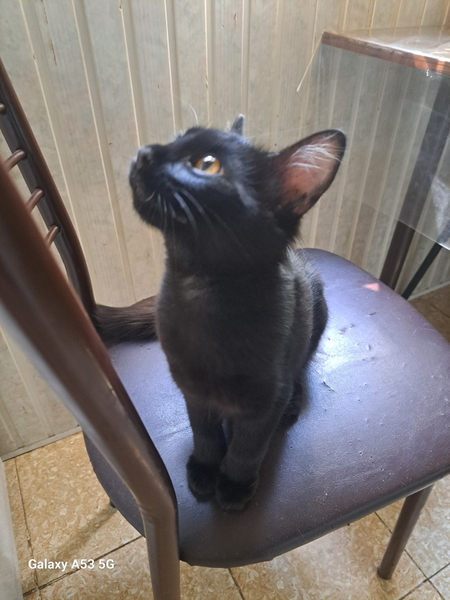 Котик в добрые руки