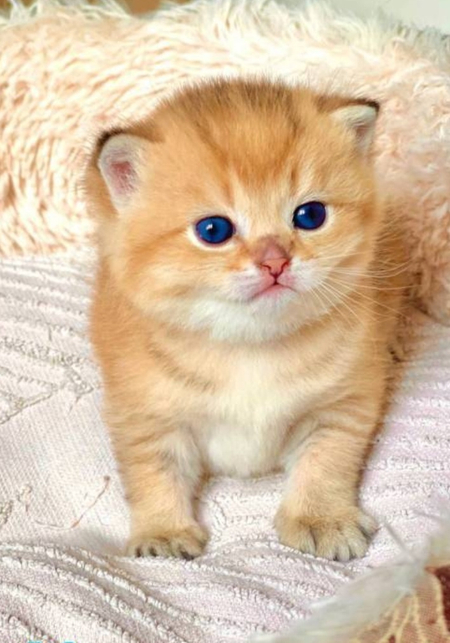 Котята чистокровные!!