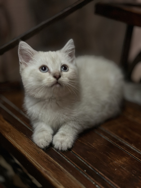 Продаются котята