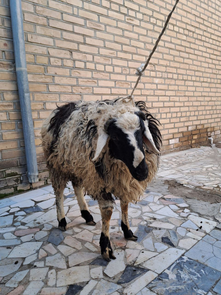 Qõchqorlar va qõylar sotiladi