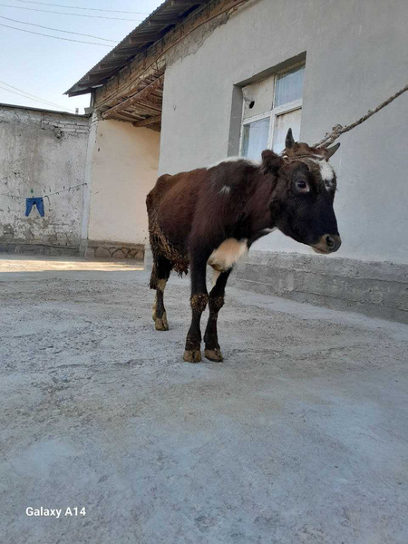 Buqa tez va arzon narxda sotiladi