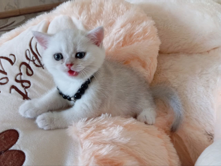 Продаётся шотландский котёнок серебристая шиншилла!