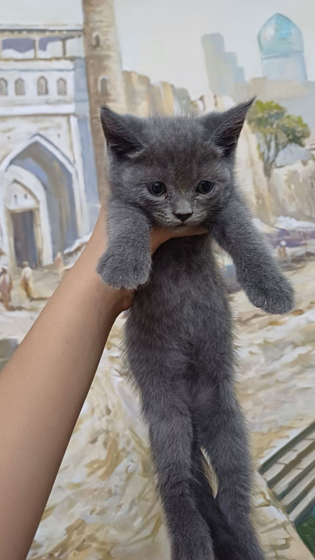 Продается котята скоттиш страйт 2 месяца.