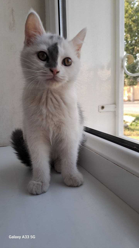 Продаются котята, британский страйт
