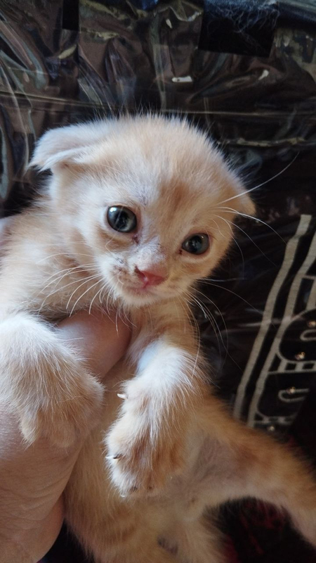 Продаются котята скотиш фолд