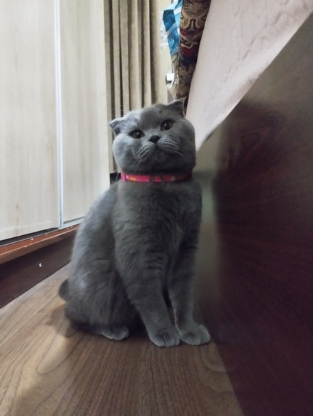 Mushuk, scottish fold