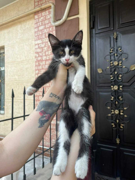 Срочно ищем добрые ручки котенку с приданным)