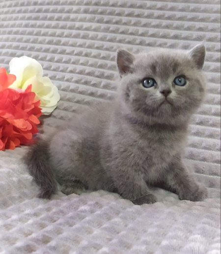 Скотиш Фолд и страйт мальчики