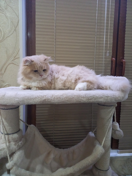 Кот порода Манчкин