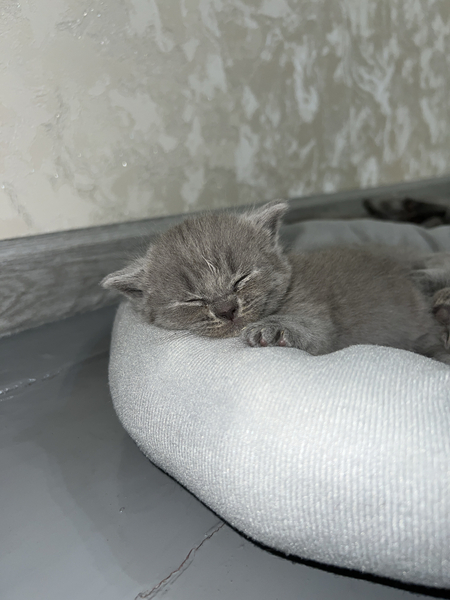 котята скотиш страйт