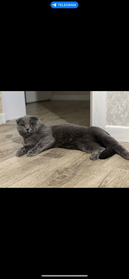 Вязка кот скотиш фолд британец даёт отличное потомство скидка
