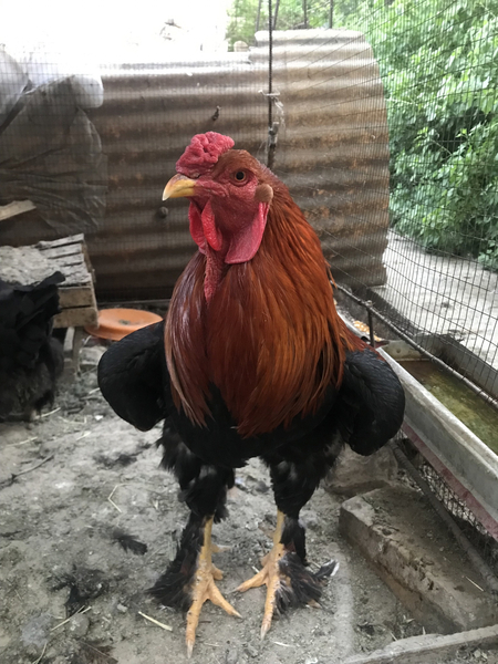 xoʻroz tovuqlar sotiladi
